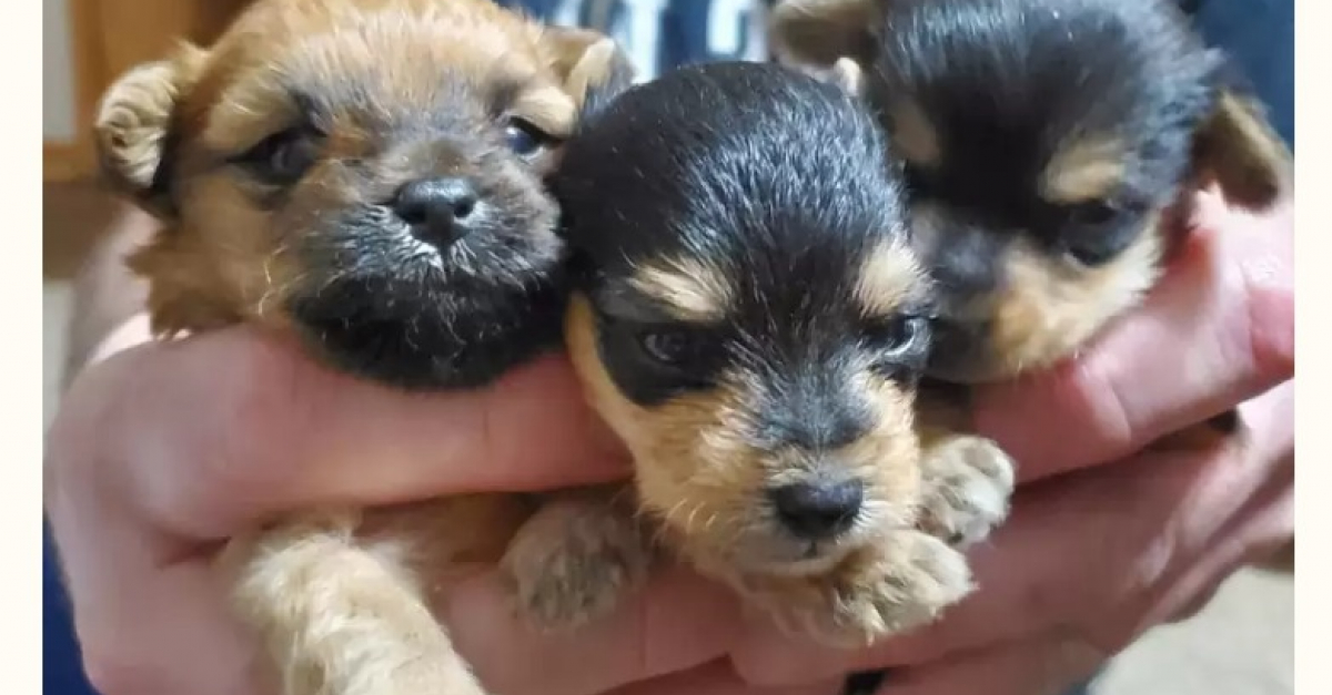 Rocky, Chip et Brownie, un trio de frères canin, développe des ...