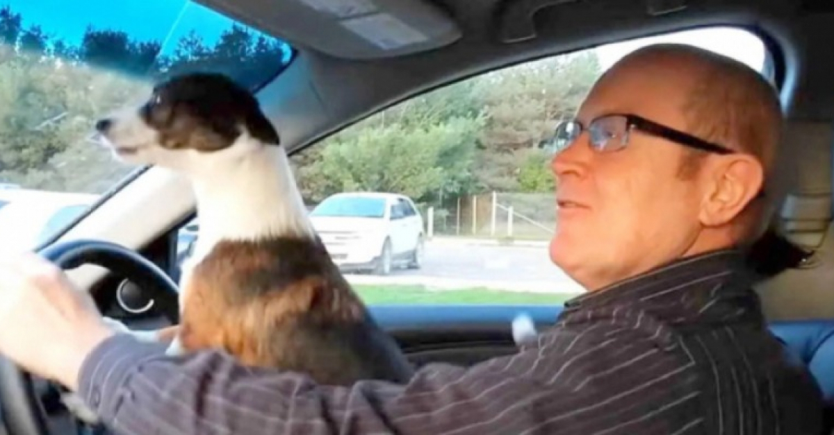 La joie communicative de Scrattie, le Jack Russell Terrier, lorsqu’il ...