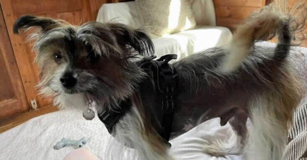 Roger, le Chien Chinois à Crête, tente de se reconstruire, après avoir ...
