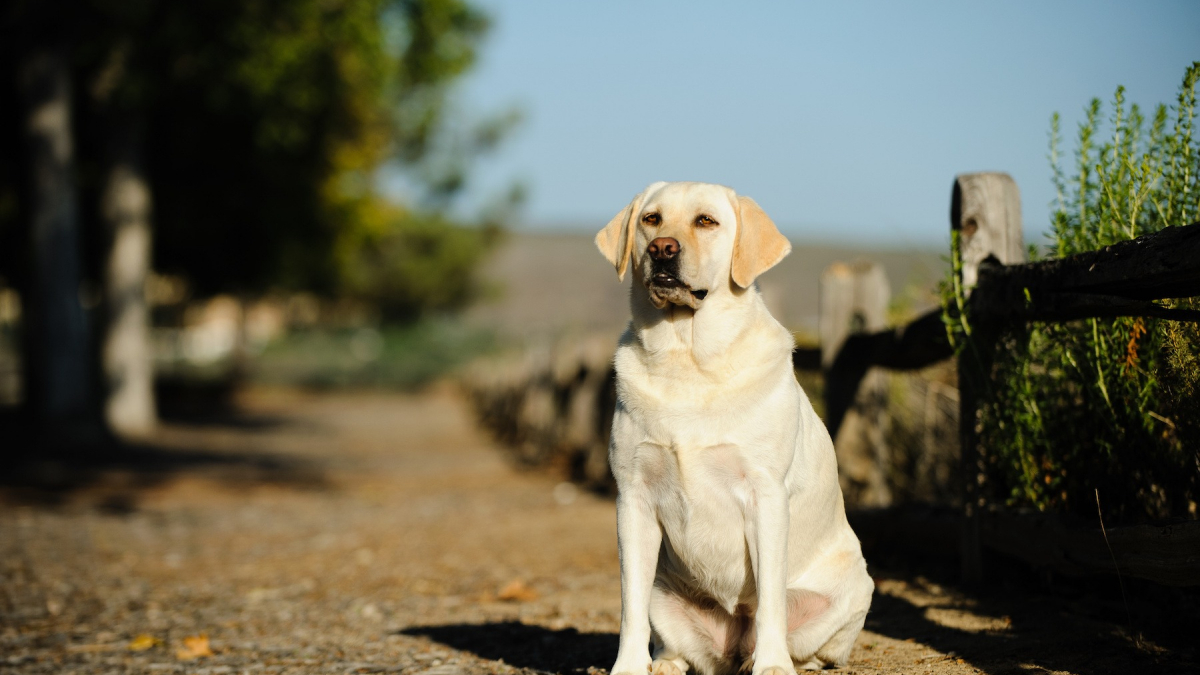 Gérer l'obésité du chien : causes, conséquences et solutions