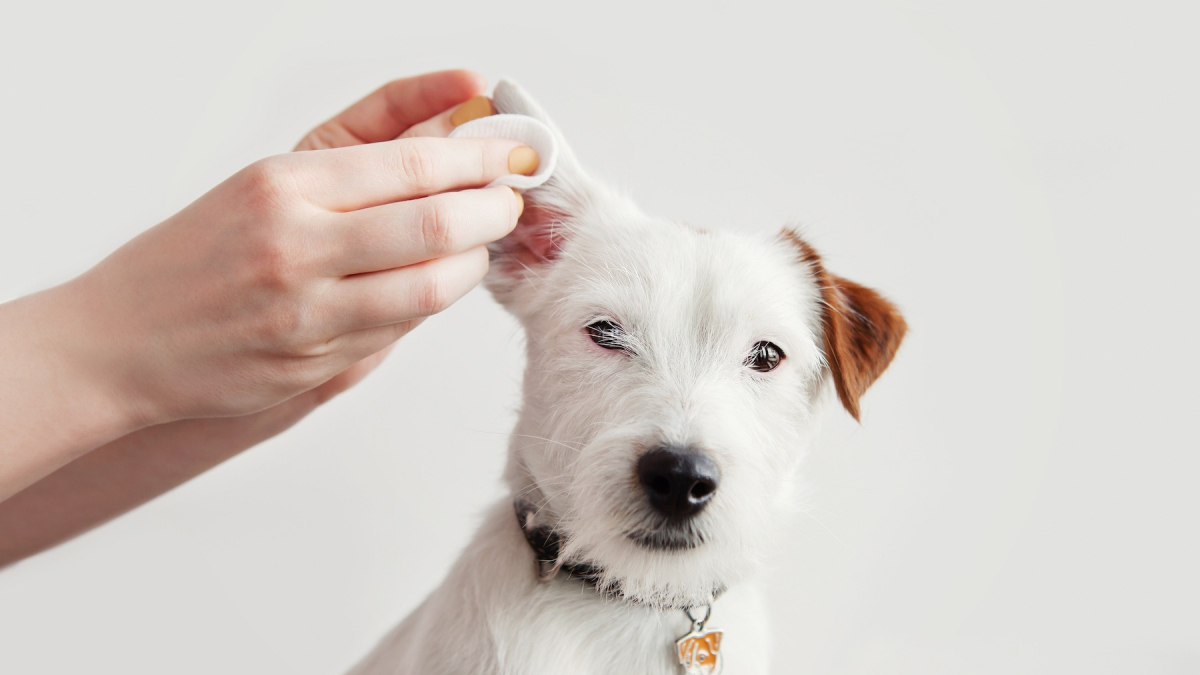 Les soins de santé essentiels pour les chiens