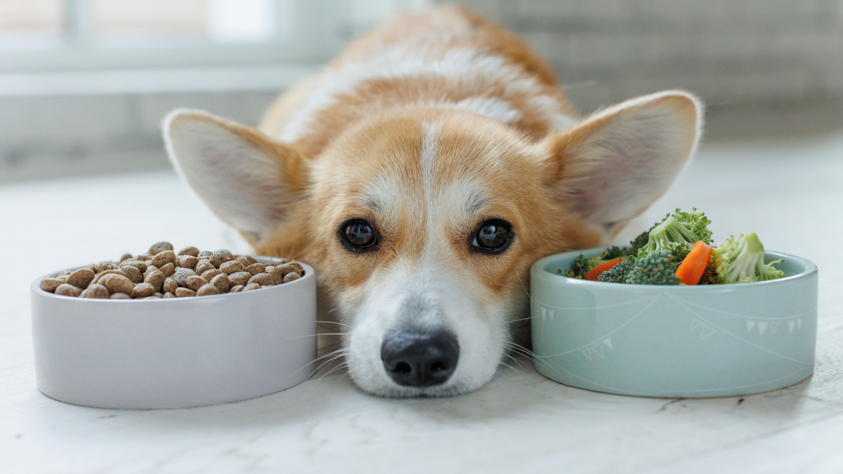 Comment bien nourrir son chien au quotidien