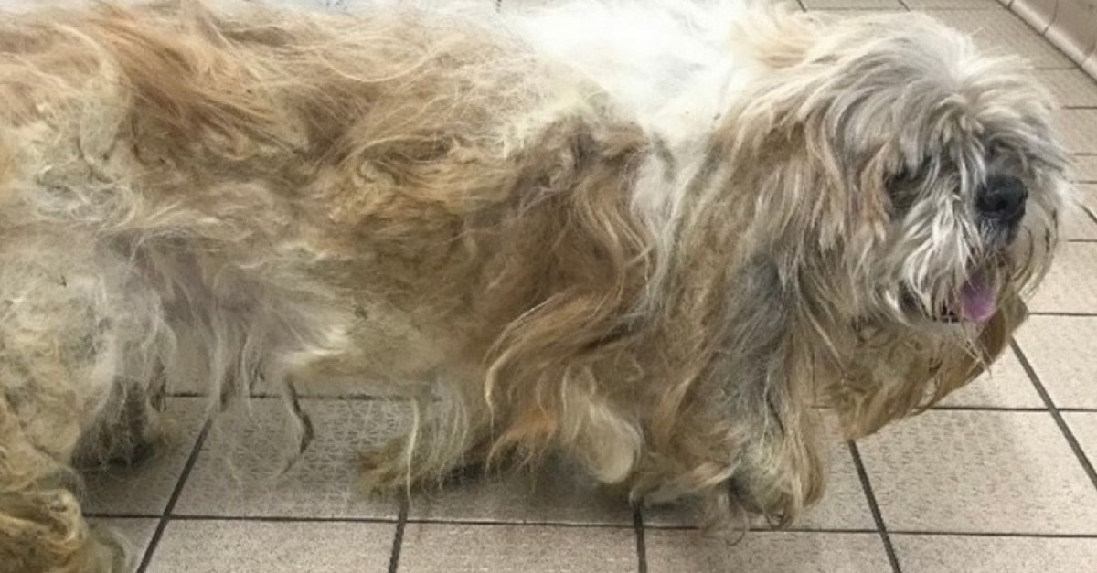 Grâce à l’aide d’une association, Jack le Shih Tzu au pelage emmêlé ...