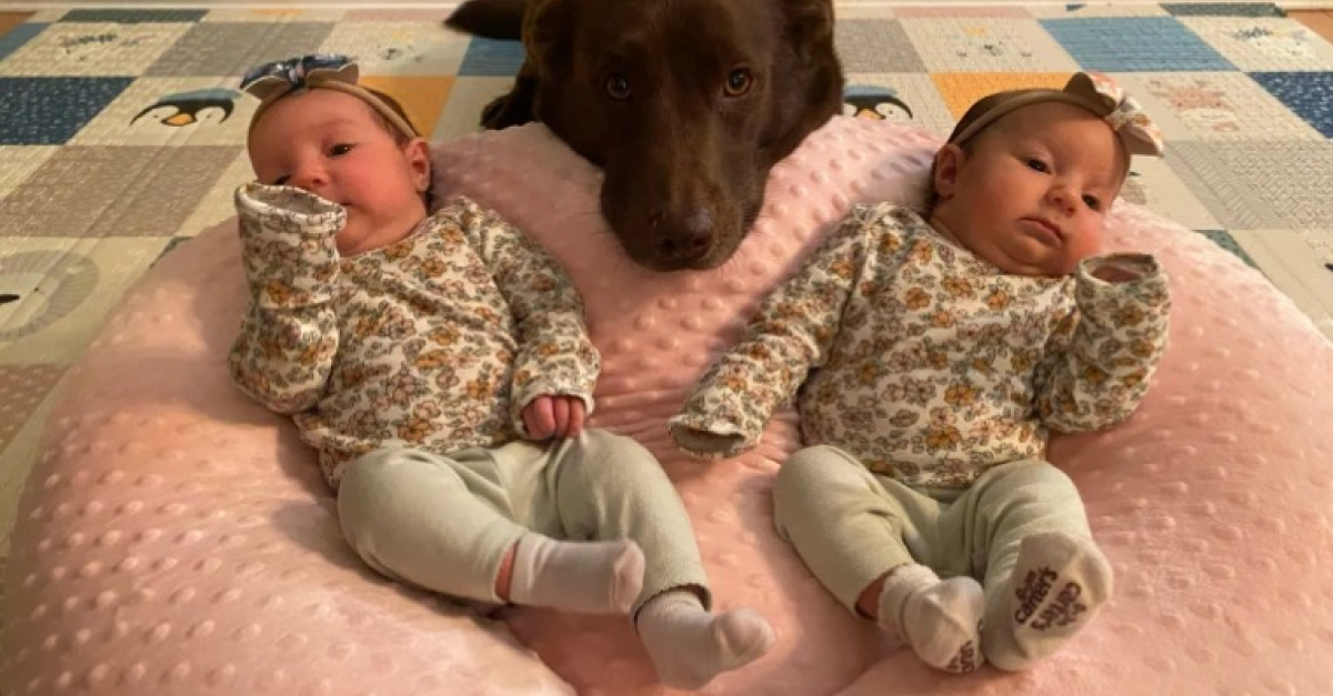 Quand Lucy, la Labrador Retriever, devient la grande sœur parfaite pour ...