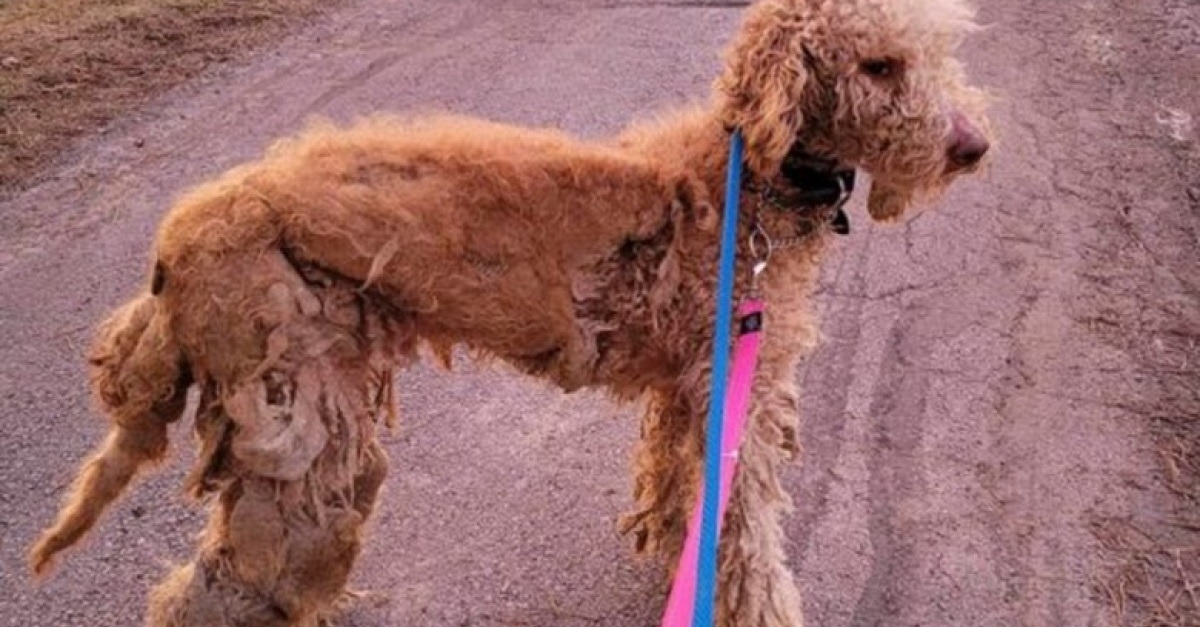 Un chien errant est sauvé alors qu’il supporte plus de 2 kilogrammes de ...