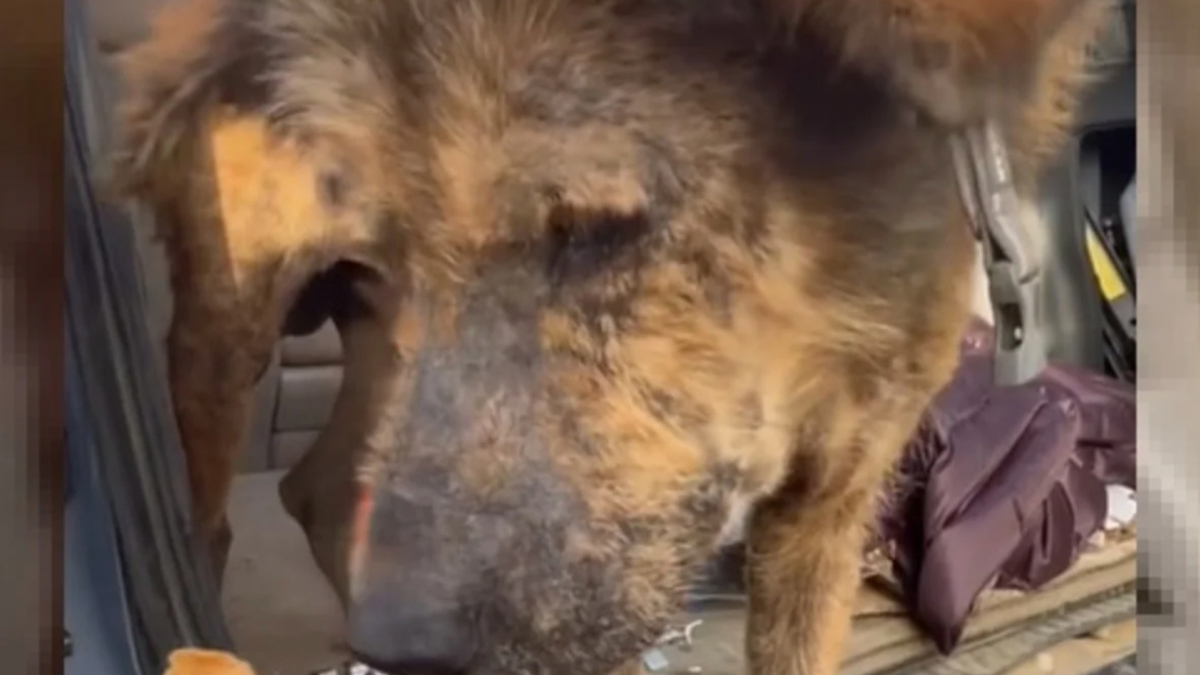Un chien agressif qui n'avait aucune confiance en l'humain se ...